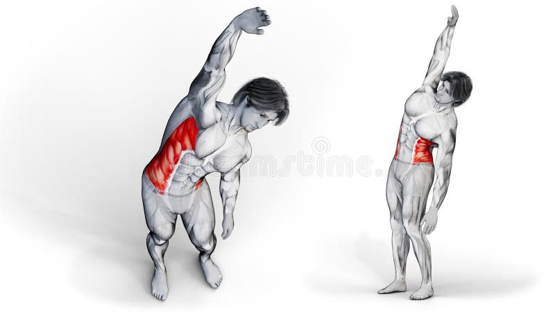 Male Muscular Anatomy Side View Stock Illustration - Illustration of ...