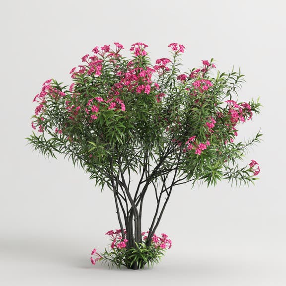 3d Illustration of Nerium Oleander Tree Isolated on White Background ...