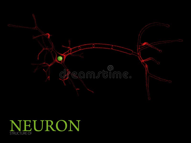 3d Illustration of Neuron Anatomy, Isolated Black Background Stock ...