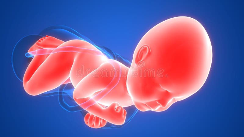 Normal birth stock vector. Illustration of labor, labour - 24862460