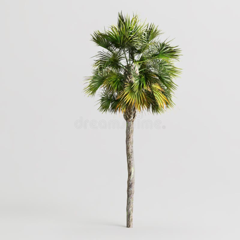 Palm Toddy Stock Illustrations – 187 Palm Toddy Stock Illustrations ...