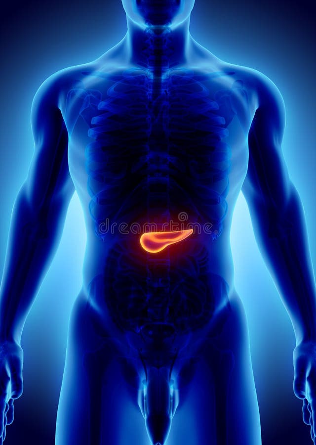 3D Illustration of Pancreas - Cut Section Stock Illustration ...