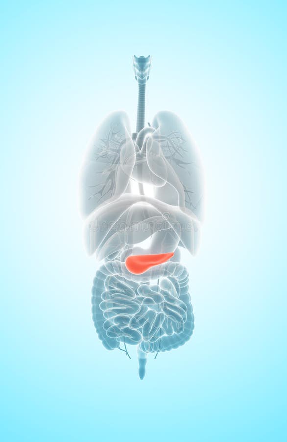Pancreas Illustration Stock Illustrations – 11,725 Pancreas ...