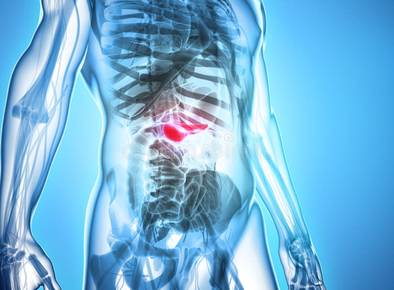 3D Illustration of Pancreas - Cut Section Stock Illustration ...