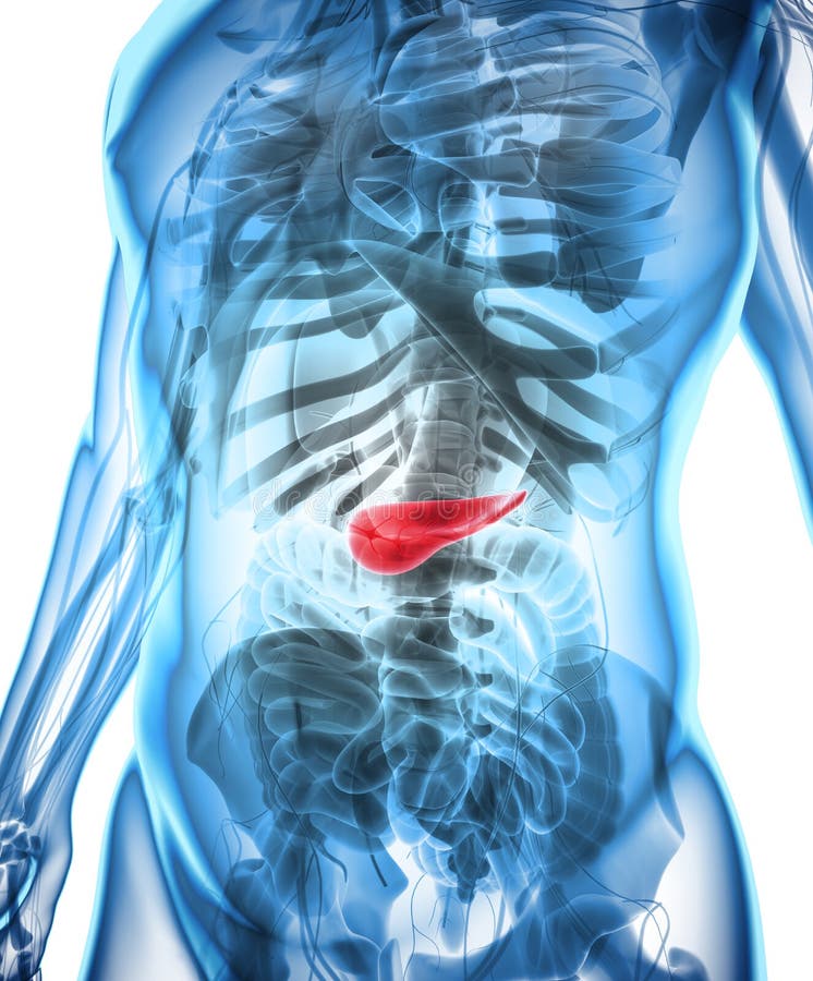 3D Illustration of Pancreas - Cut Section Stock Illustration ...