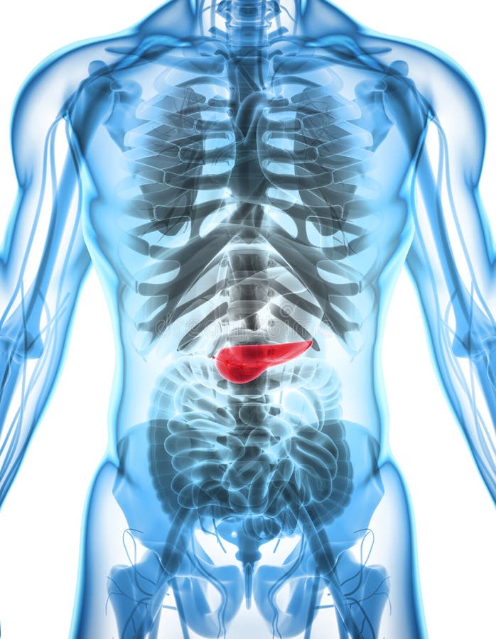 3D Illustration of Pancreas - Cut Section Stock Illustration ...