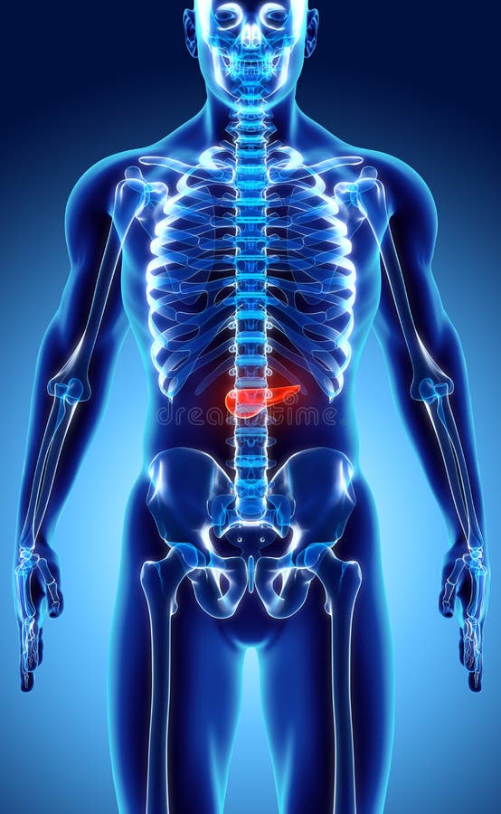 3D Illustration of Pancreas - Cut Section Stock Illustration ...