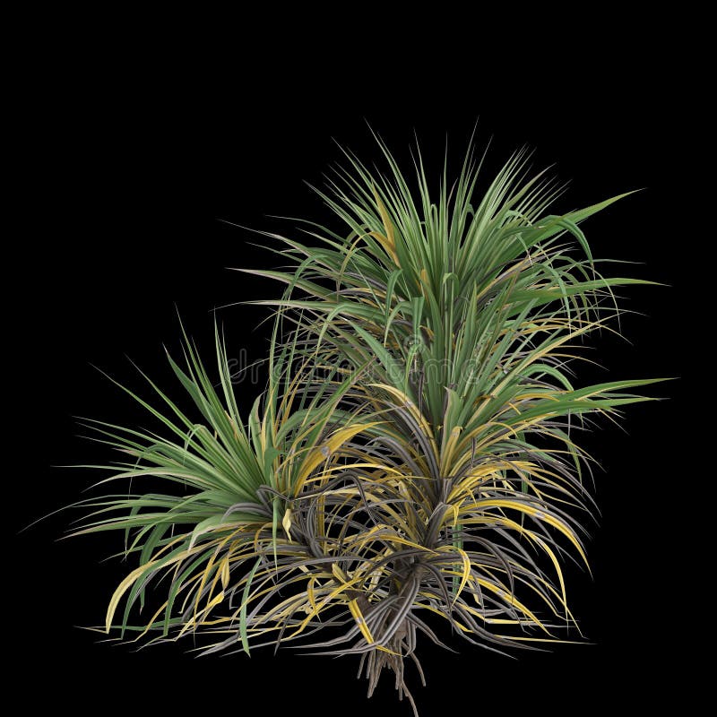 Pandanus Tree Stock Illustrations – 108 Pandanus Tree Stock ...