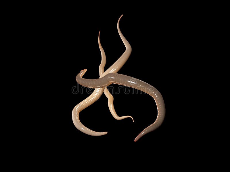 Ascariasis, Roundworm Illustration, Drawing, Engraving, Ink, Line Art ...