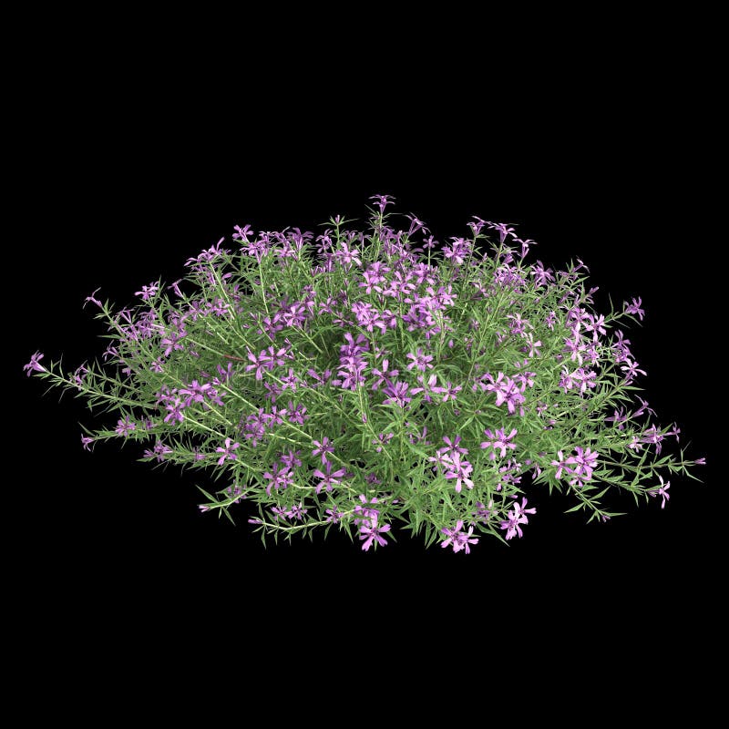3d Illustration of Phlox Subulata Bush Isolated on Black Background ...
