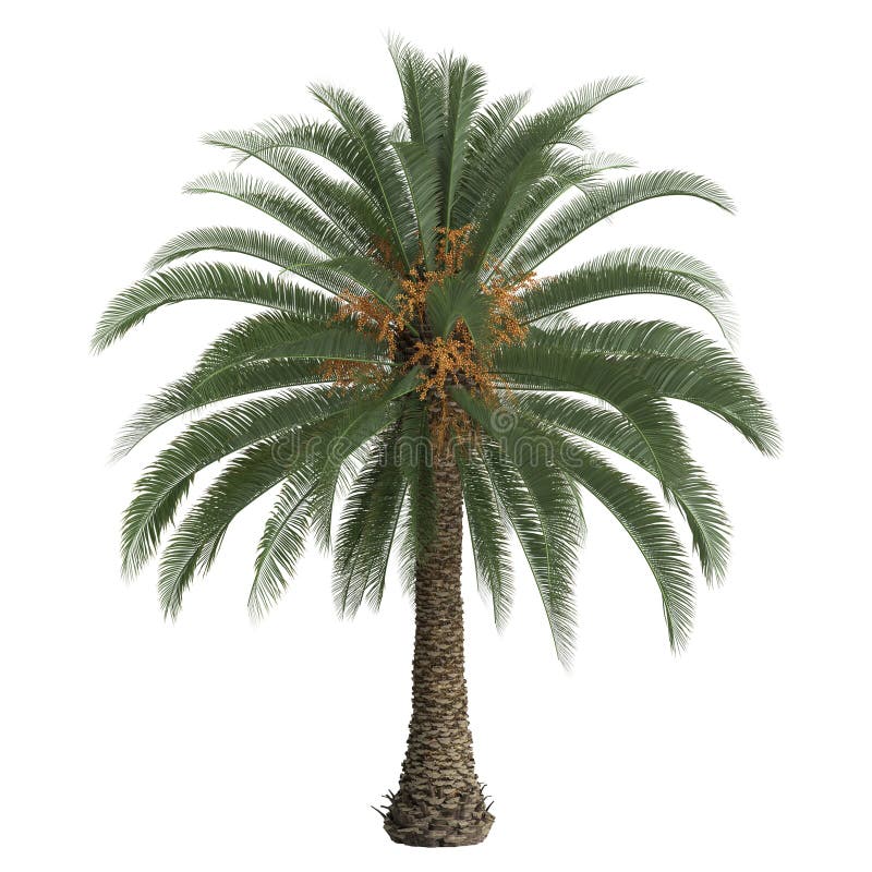 3d Illustration of Phoenix Canariensis Palm Isolated on White ...