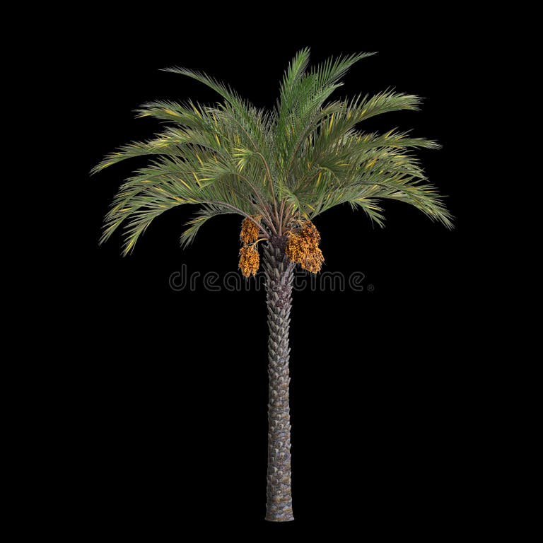 Dactylifera Tree Stock Illustrations – 214 Dactylifera Tree Stock ...