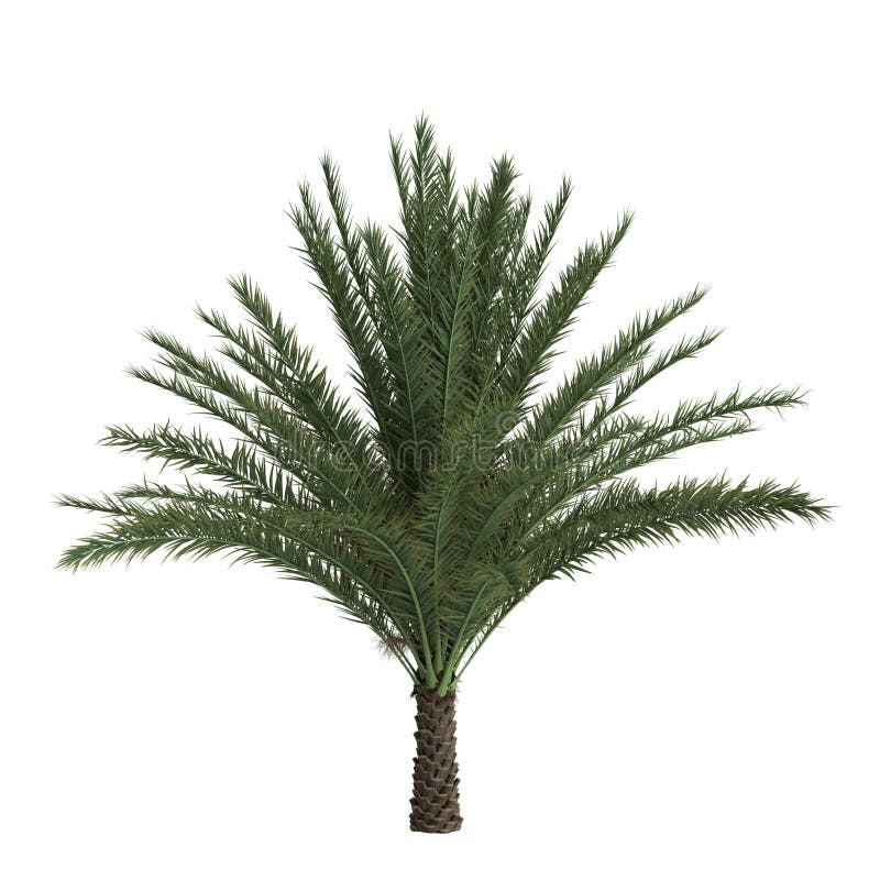 3d Illustration of Phoenix Canariensis Palm Isolated on White ...