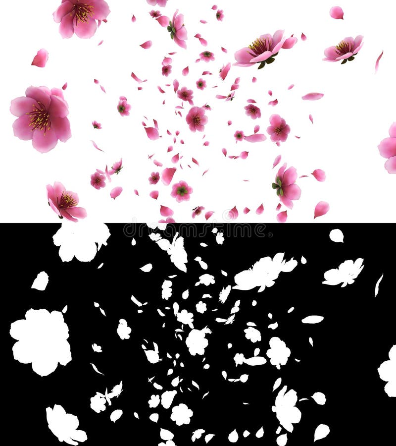 3D Illustration of a Pink Cherry Sakura Flower Petals Flow with Alpha ...