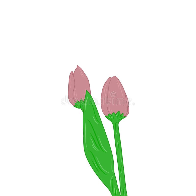 2d Illustration of Pink Tulip Flower Stock Illustration - Illustration ...