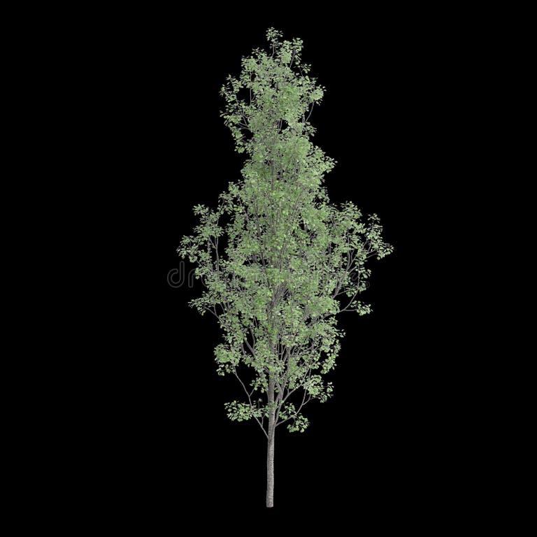 Tremula Tree Stock Illustrations – 65 Tremula Tree Stock Illustrations ...
