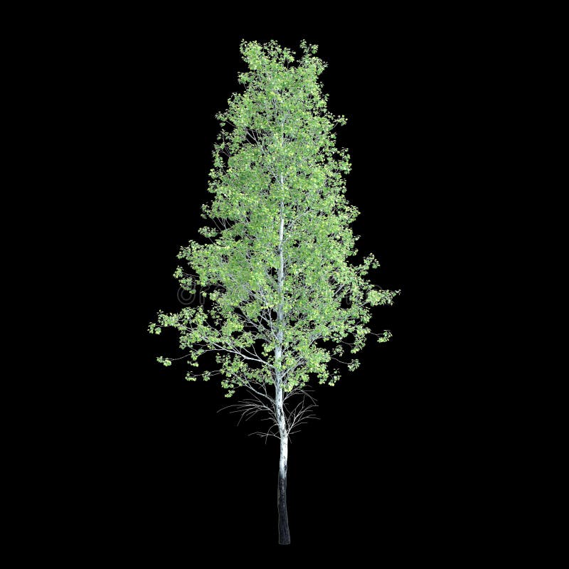 3d Illustration of Populus Tremuloides Tree Isolated on Black ...