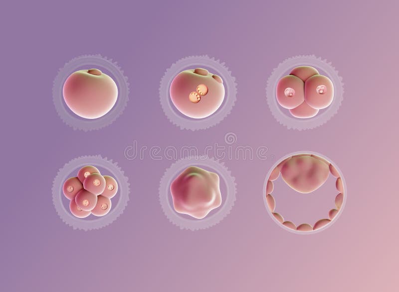 Pre Implantation Process