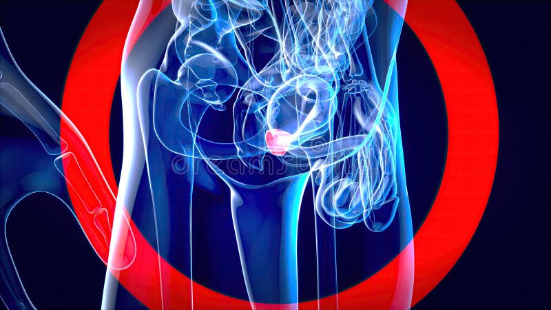 3D Illustration of the Prostate Stock Illustration - Illustration of ...