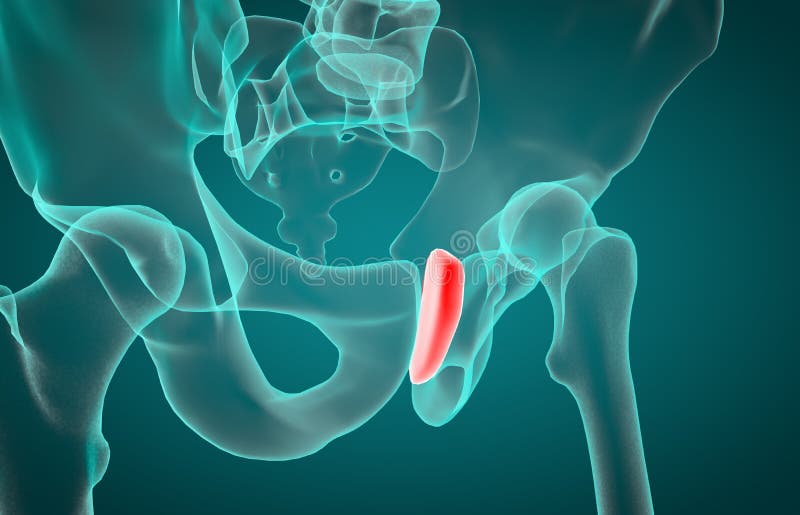 3D Illustration of Pubis Bone Stock Illustration - Illustration of body ...