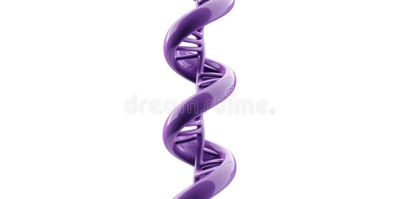 3D Illustration of a Purple DNA Helix Structure Isolated on Transparent ...
