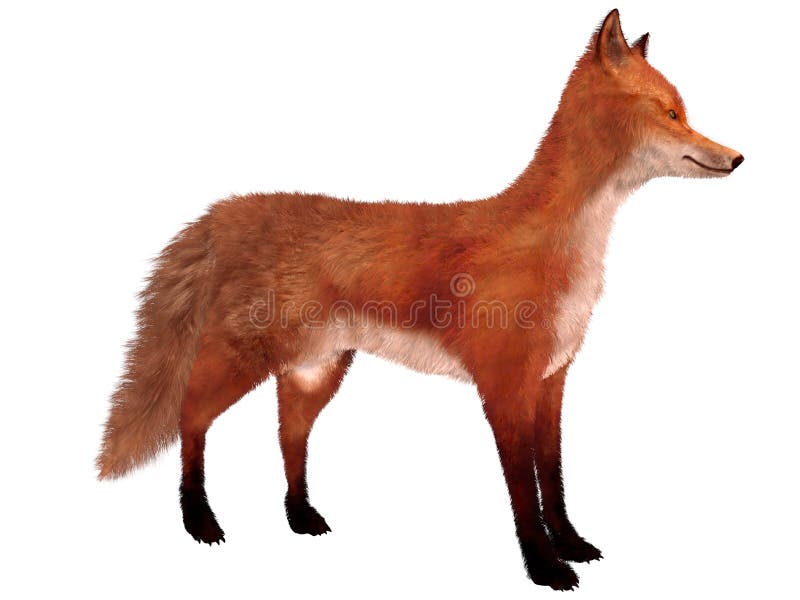 3d Illustration of an Realistic Fox Stock Illustration - Illustration ...