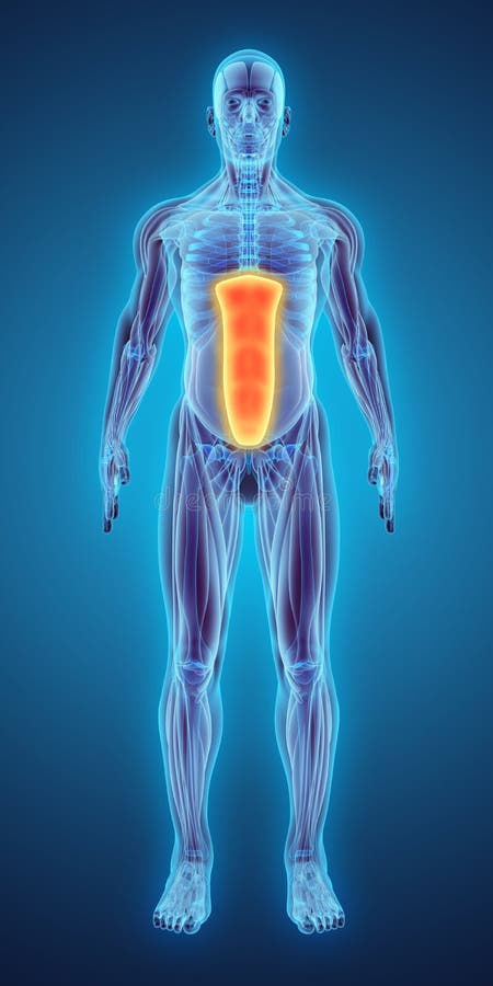 Rectus Abdominus, Stomach Muscles, Human Anatomy. Stock Illustration ...