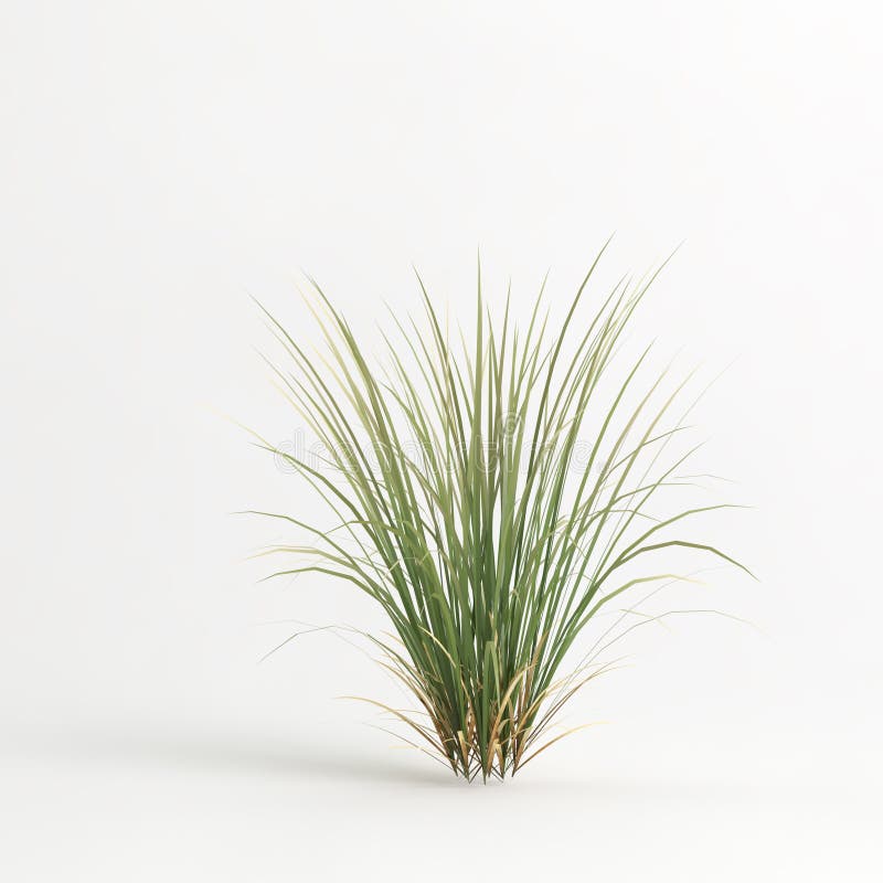 3d Illustration of Reed Isolated on White Background Stock Illustration ...