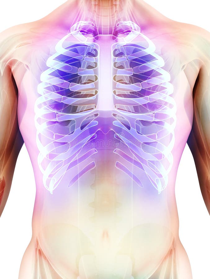 3D Illustration of Ribs, Medical Concept. Stock Illustration ...