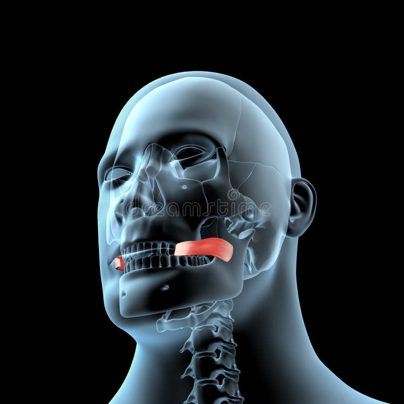 3d Illustration of the Risorius Muscles Anatomical Position on Xray ...
