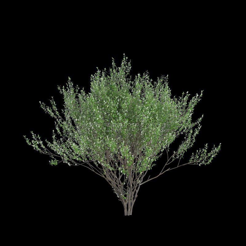 Caprea Tree Stock Illustrations – 33 Caprea Tree Stock Illustrations ...