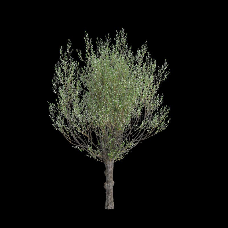 3d Illustration of Salix Integra Tree Isolated on Black Background ...