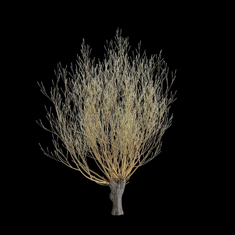 3d Illustration of Salix Integra Tree Isolated on Black Background ...