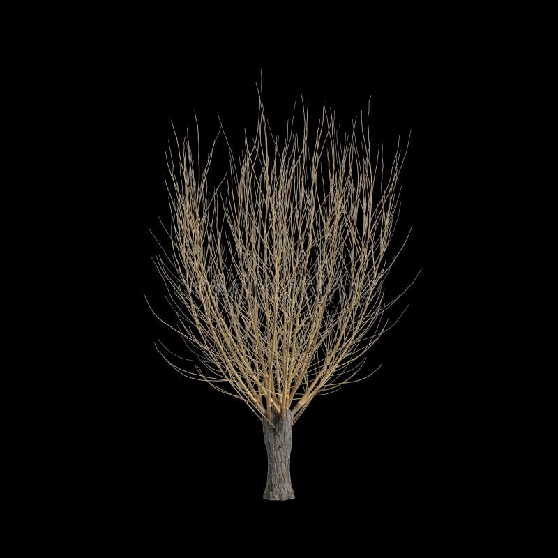 3d Illustration of Salix Integra Tree Isolated on Black Background ...