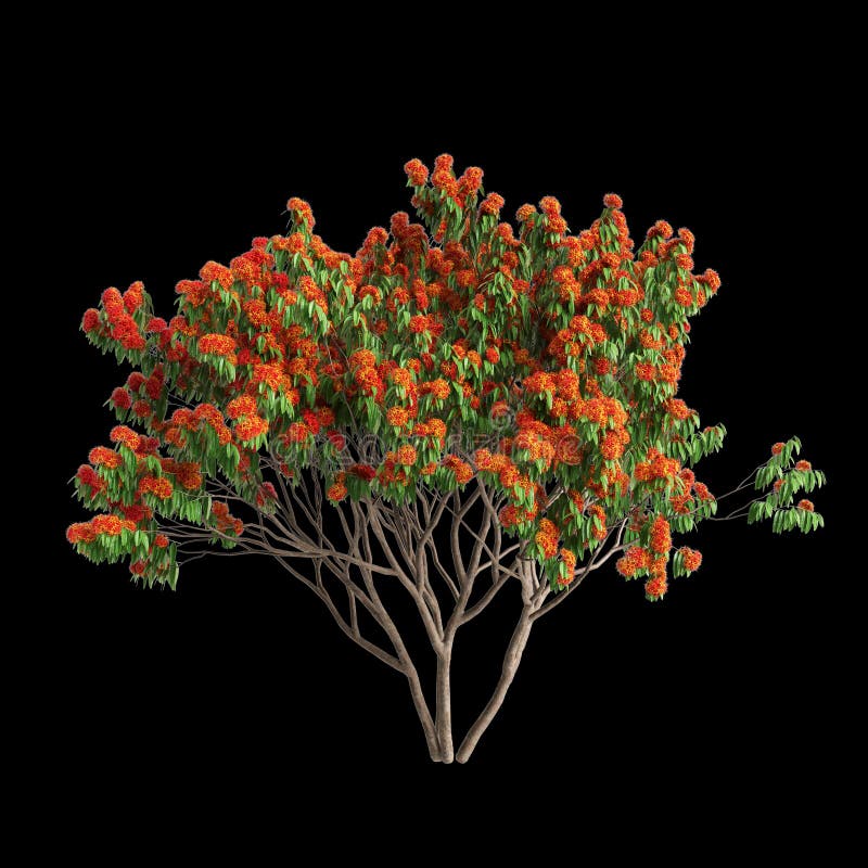 3d Illustration of Saraca Asoca Tree Isolated on Black Background Stock ...