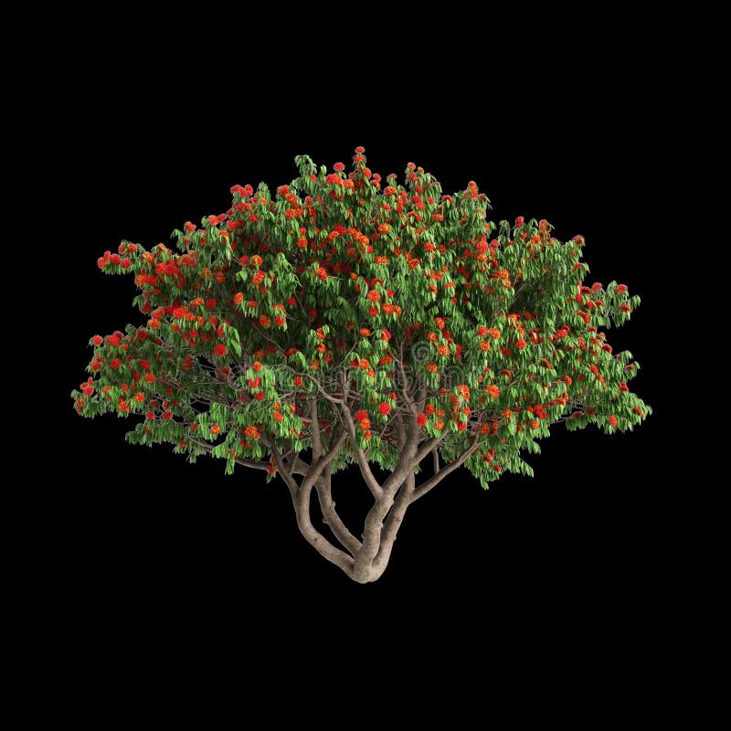 3d Illustration of Saraca Asoca Tree Isolated on Black Background Stock ...