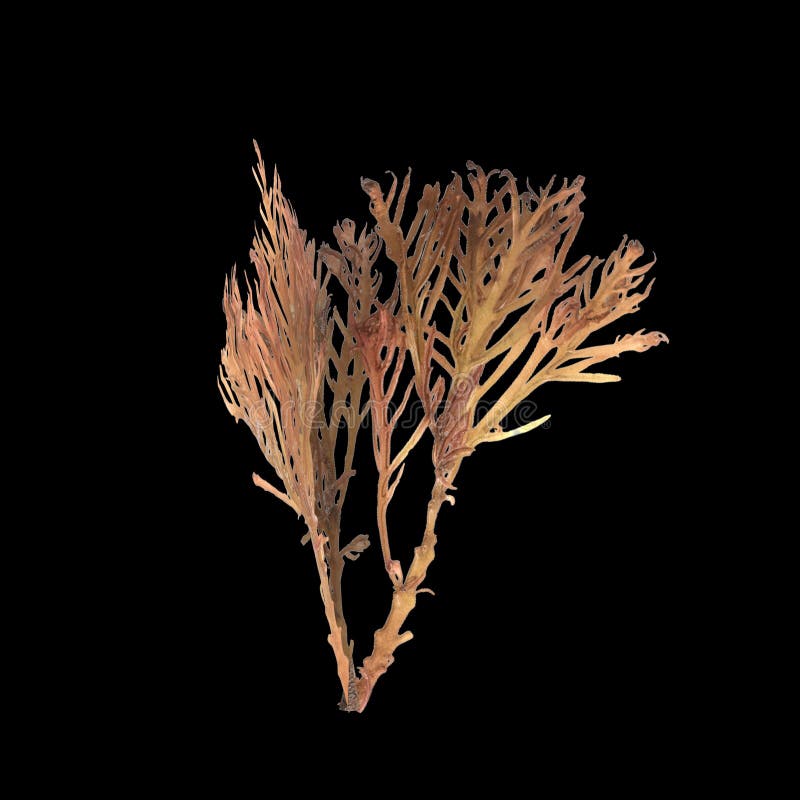 Sargassum Seaweed Stock Illustrations – 203 Sargassum Seaweed Stock ...