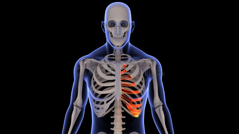 3D Illustration of a Scan of a Human Skeleton Isolated on a Black ...