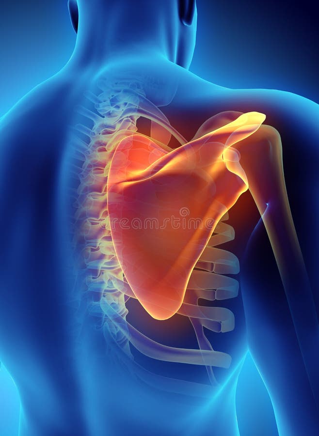 3D Illustration of Scapula, Medical Concept. Stock Illustration ...