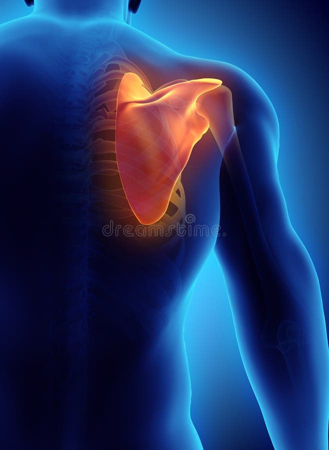 3D Illustration of Scapula, Medical Concept. Stock Illustration ...