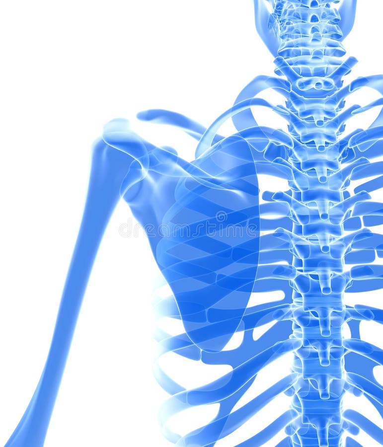 3D Illustration of Scapula, Medical Concept. Stock Illustration ...