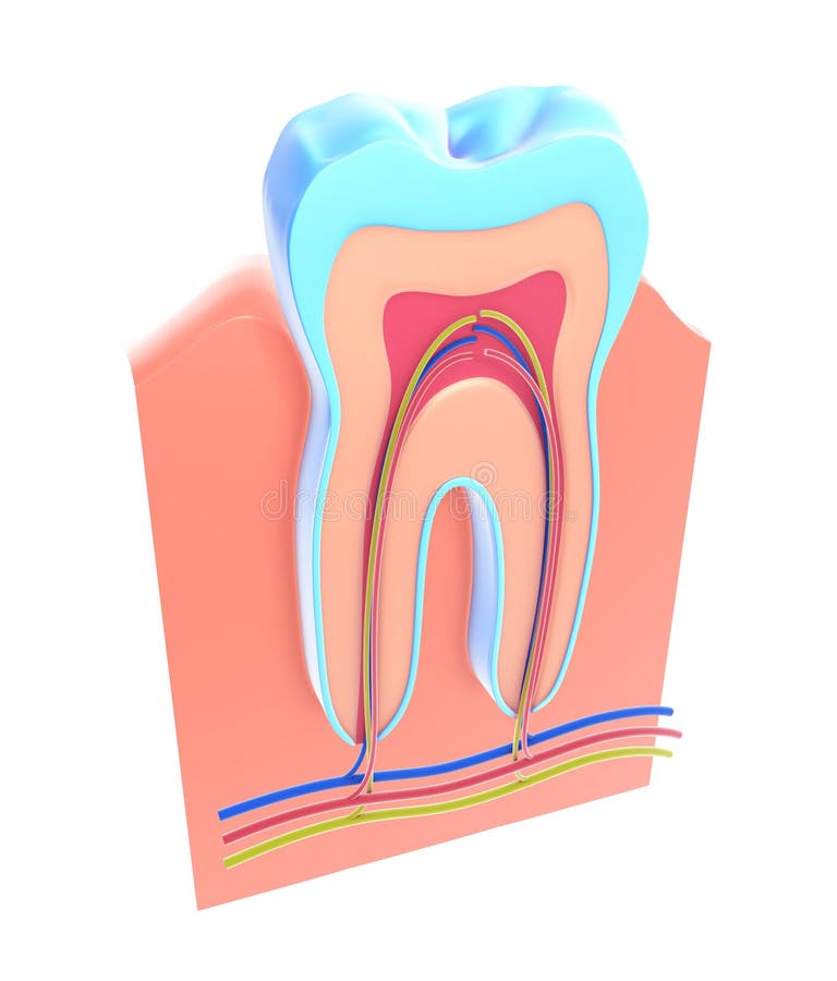 3d Illustration of the Section of a Tooth Showing the Anatomical ...