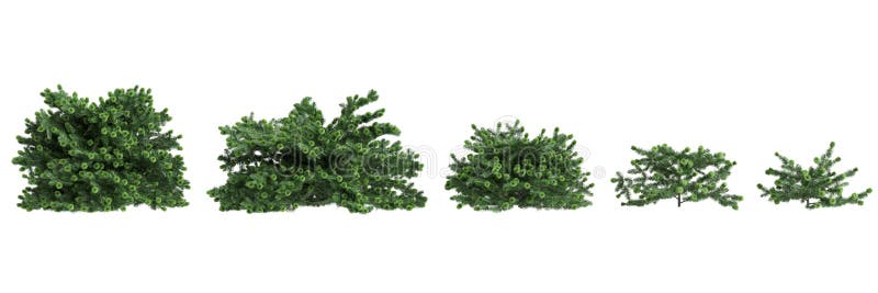 3d Illustration of Set Abies Balsamea Bush Isolated on White Background ...