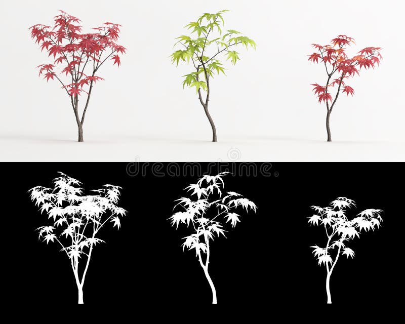 Acer Palmatum Tree Stock Illustrations – 320 Acer Palmatum Tree Stock ...