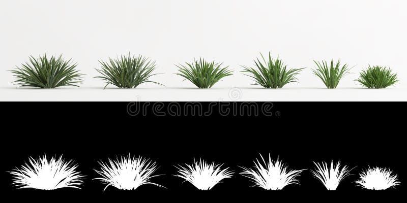 3d Illustration of Set Acorus Calamus Tree Isolated on White and Its ...