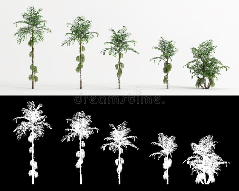3d Illustration of Set Caryota Mitis Tree Isolated on White and Its ...