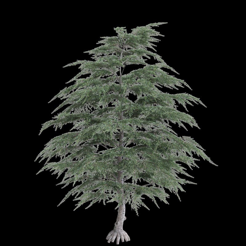 3d Illustration of Cedrus Atlantica Glauca Fastigiata Tree Isolated on ...