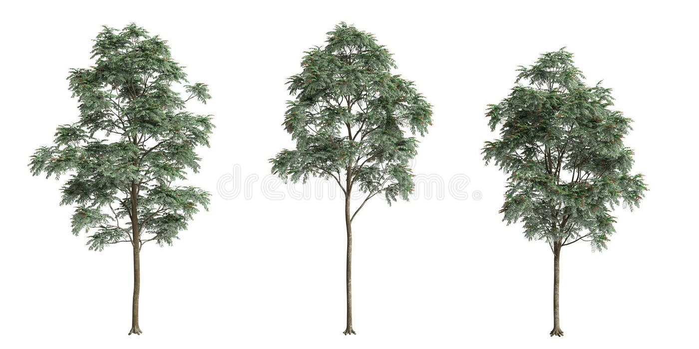 Tabularis Tree Stock Illustrations – 4 Tabularis Tree Stock ...