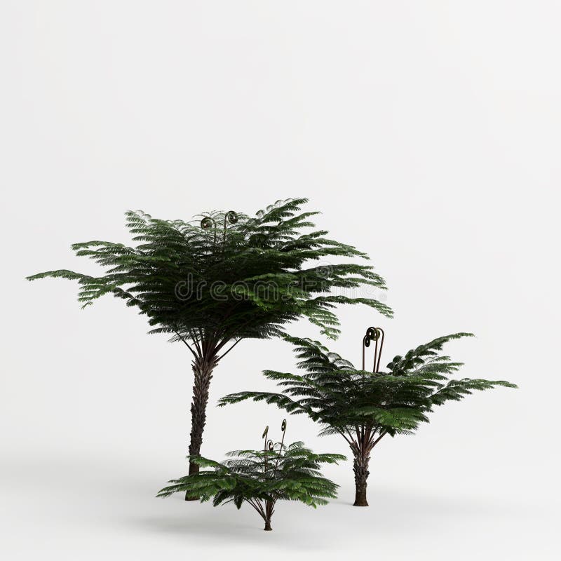 Big Fern Tree Stock Illustrations – 365 Big Fern Tree Stock ...