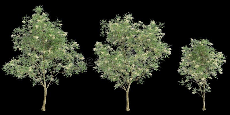 3d Illustration of Set Fraxinus Griffithii Tree Isolated on Black ...